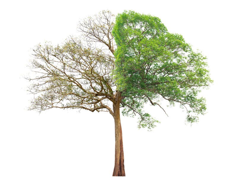 Concept of Doubleness. Dead Tree on One Side and Living Tree on the ...