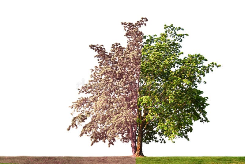 Concept Of Doubleness. Dead Tree On One Side And Living Tree On The ...