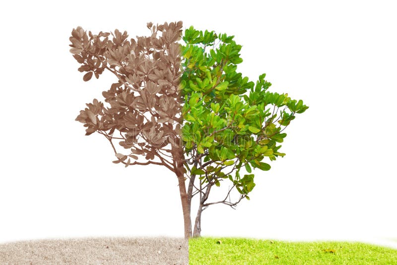 Concept of Doubleness. Dead Tree on One Side and Living Tree on the ...