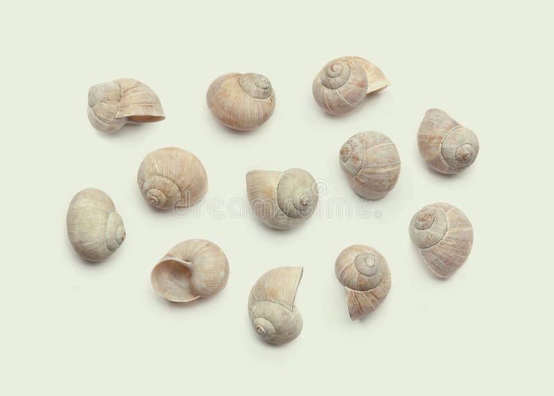 Composition of Empty Shells Vintage Filter Effect. Stock Image - Image ...