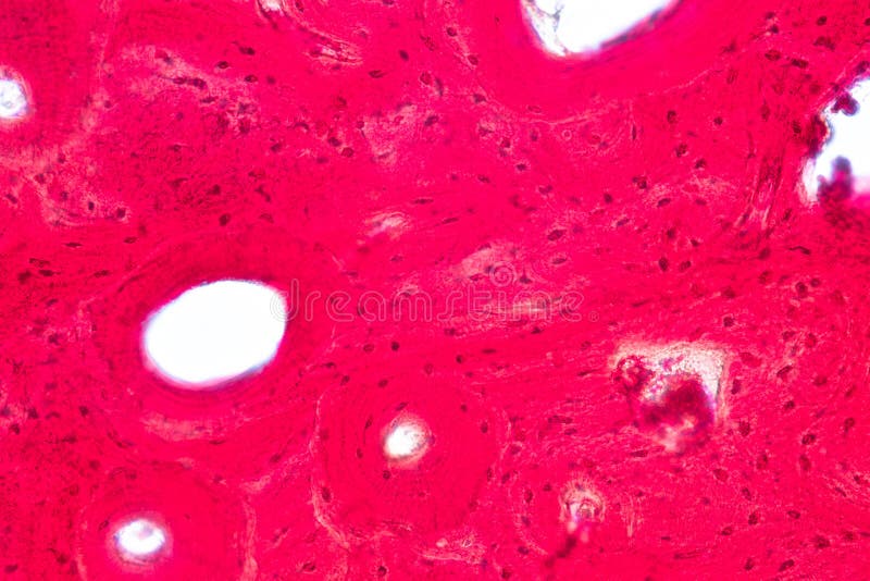 Concept of Education Anatomy and Physiology of Compact Bone, or ...