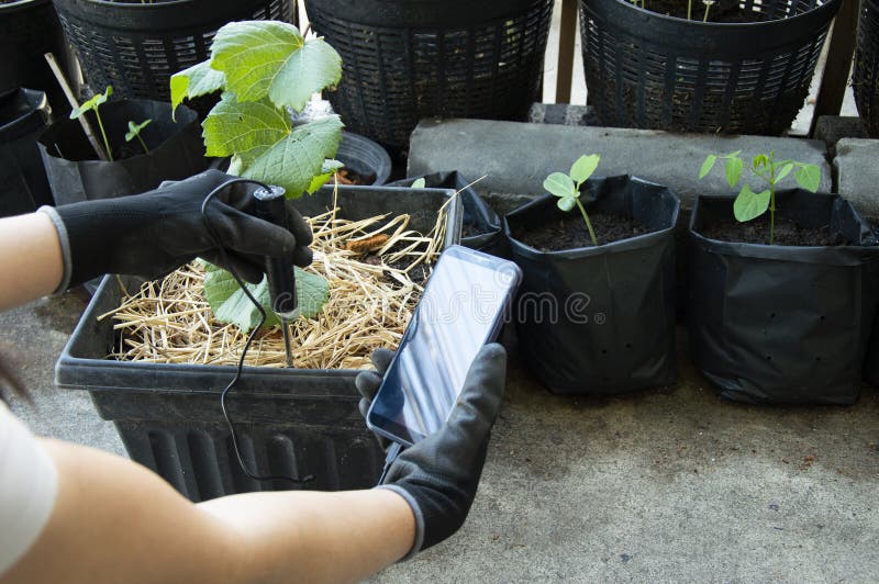 The Concept of Farmers Using Monitoring and Analysis Tools, IoT Stock ...