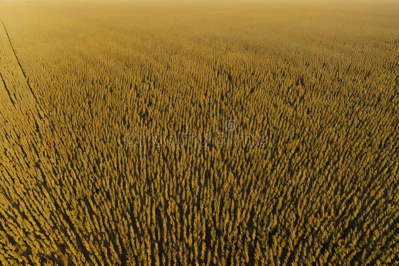 Golden Wheat Field Border Isolated on White.AI Generated Stock ...