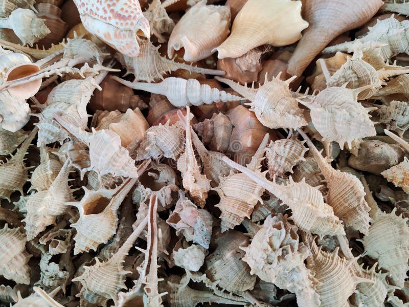 Concept Group of Sea Shells. Seashells Background. Stock Image - Image ...