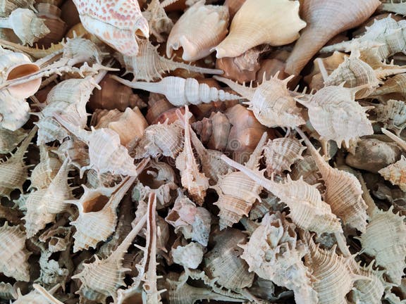 Concept Group of Sea Shells. Seashells Background. Stock Image - Image ...