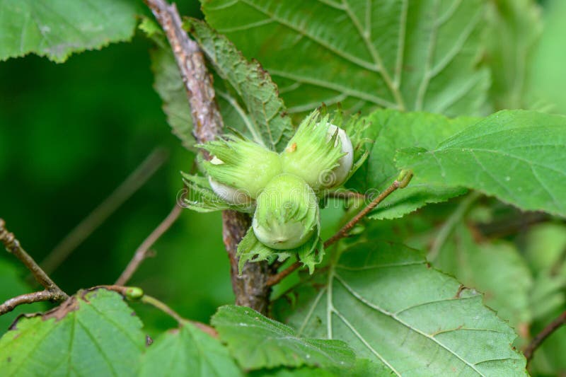Green Hazelnuts are Growing on the Tree Stock Image - Image of hazel ...