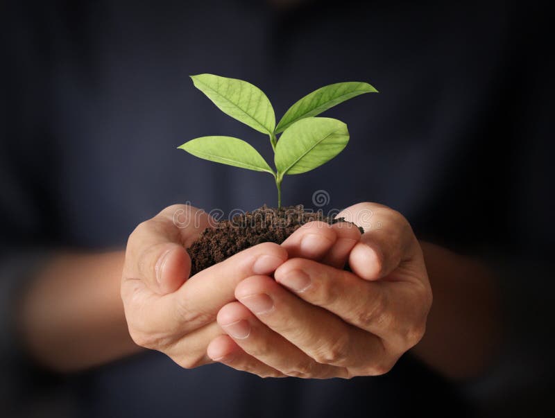 Concept of Growing from Plant in Hand Stock Photo - Image of growth ...