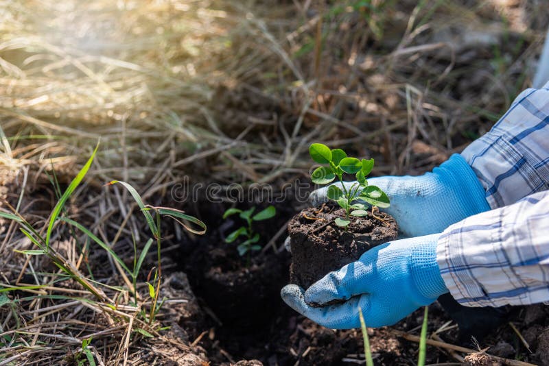 Concept of Hand Planting Trees Increases Oxygen and Helps Reduce Global ...