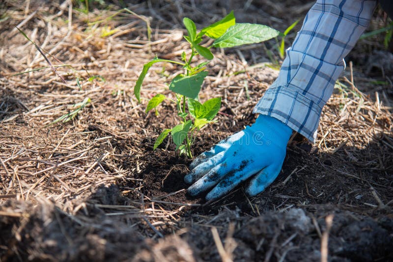 Concept of Hand Planting Trees Increases Oxygen and Helps Reduce Global ...