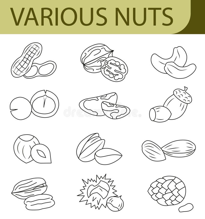 Concept of Healthy Eating. Collection of Different Nuts Vector Flat ...
