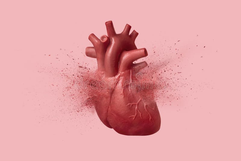 The Concept of Heart Attack, an Exploding Human Heart Isolated on Pink ...