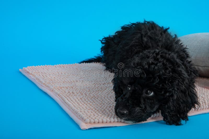 Concept of Home Pet on Blue Background, Black Toy Poodle Stock Image ...