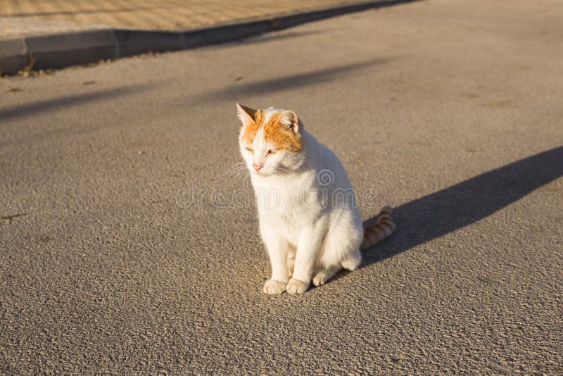 Homeless Cat, Pet and Animals Concept - Man Caress Street Cats Stock ...