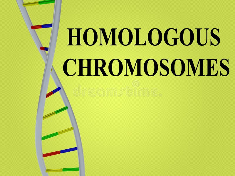 Concept HOMOLOGUE De CHROMOSOMES Illustration Stock - Illustration du ...
