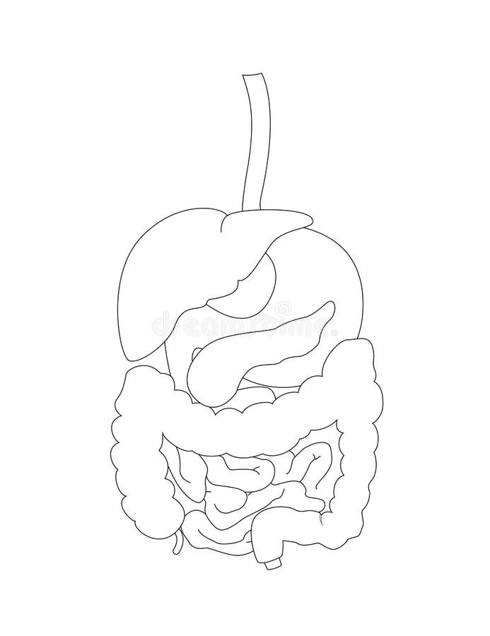 Concept of Human Digestive System. Outline Illustration for Banner ...