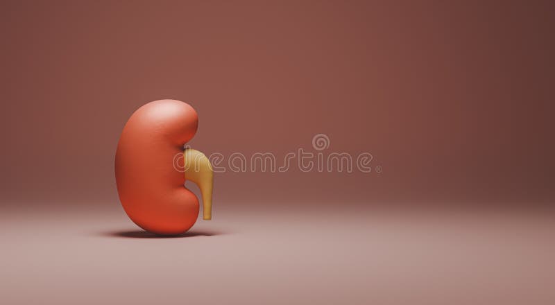 Image-assisted Diagnosis and Renal Simulation: Renal Anatomy, Virtual ...