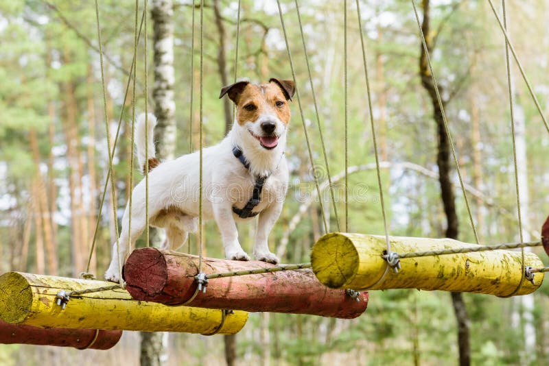 Concept of a Leader at Teambuilding Training Exercise at Ropes Course ...