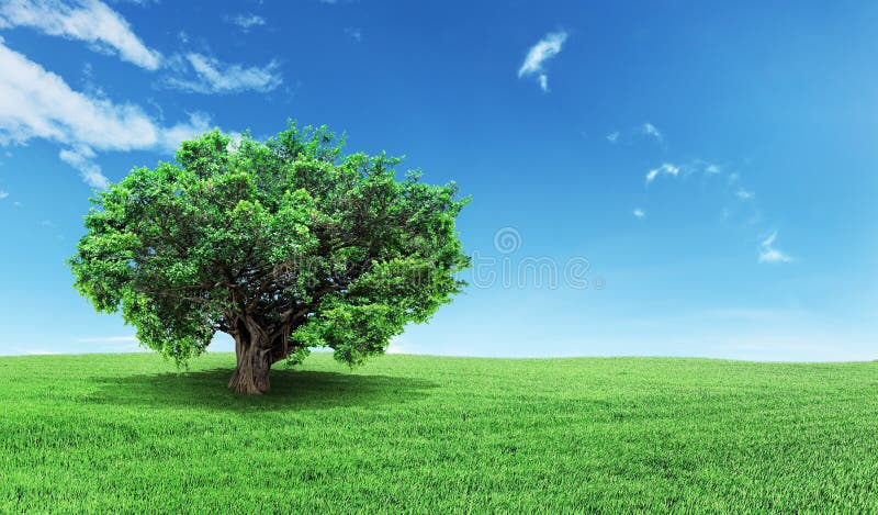 Concept of Life. Big Alone Tree in the Field Stock Photo - Image of ...