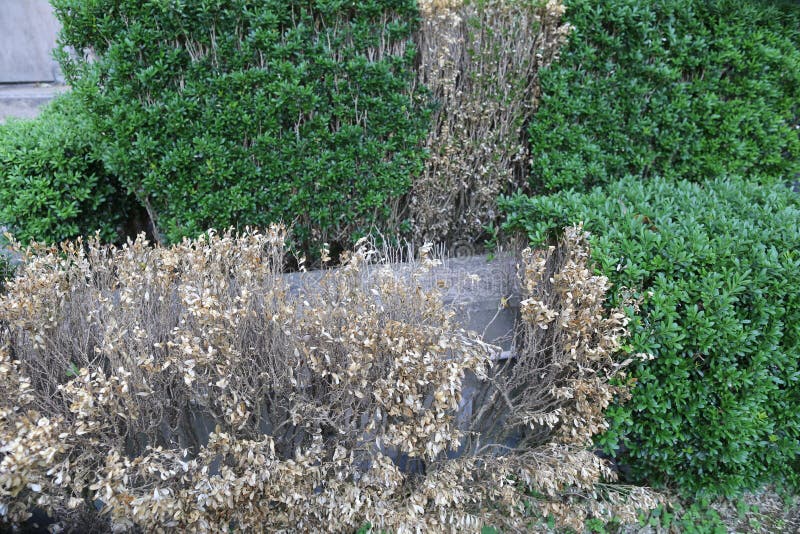 Concept of Life and Death. Dead and Live Tree at Different Backgrounds ...