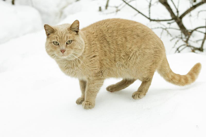 Concept of March - Cat S Mating Season Stock Photo - Image of mammal ...