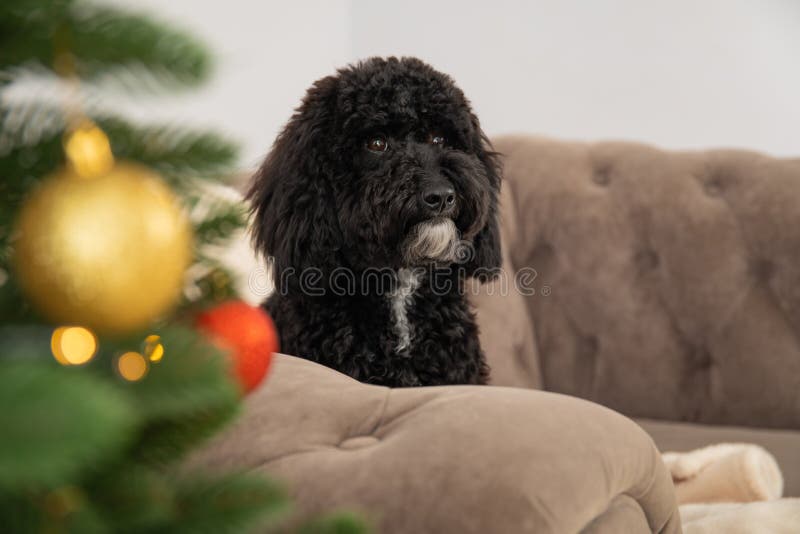 Concept of Merry Christmas, Funny Christmas Dog Stock Image - Image of ...