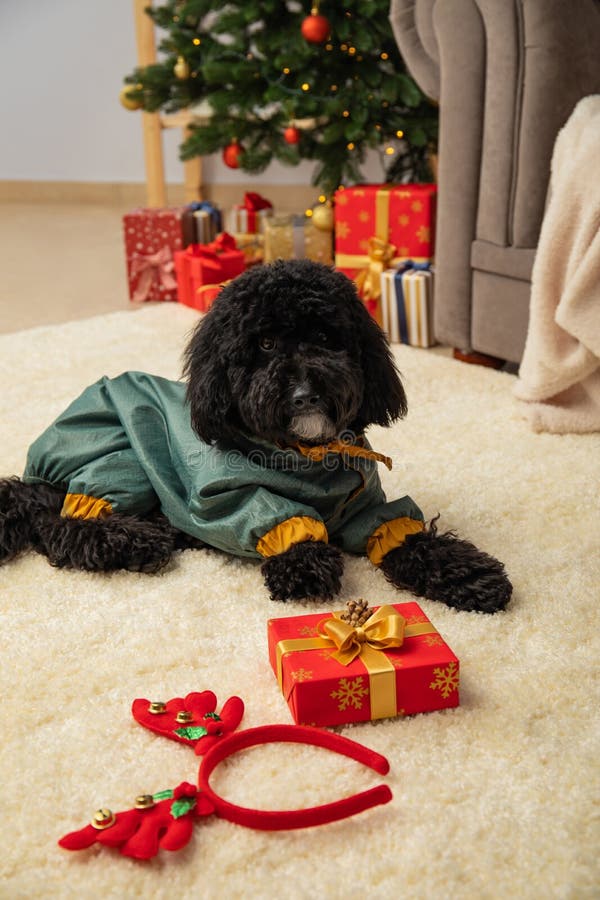 Concept of Merry Christmas, Funny Christmas Dog Stock Photo - Image of ...