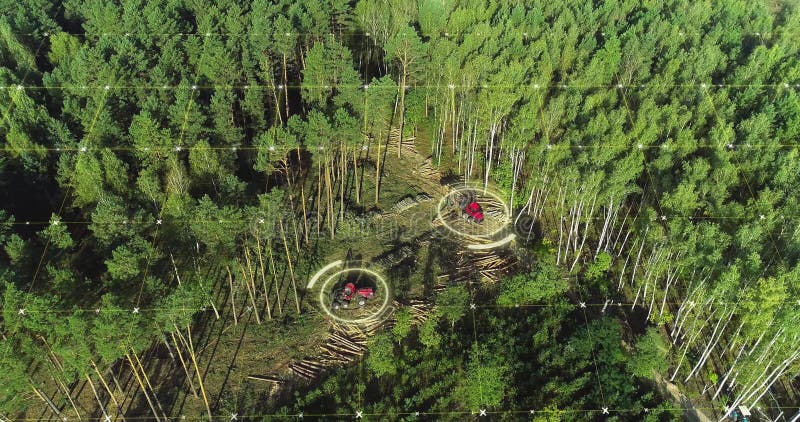 The Concept of Modern Logging. Woodcutting with Modern Equipment. Legal ...