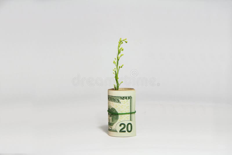 The Concept of Money Growth, Green Tree Sprouting from Roll US ...