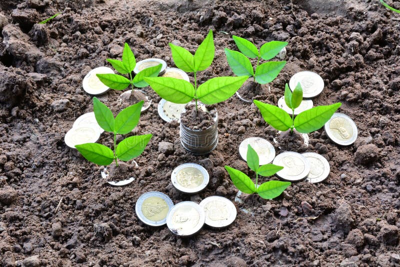 Concept of Money Tree Growing from Money. Financial and Saving C Stock ...