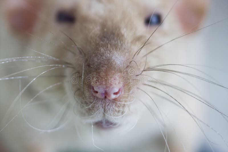 Muzzle Rat Close-up. the Nose of the Mouse with a Mustache Stock Image ...