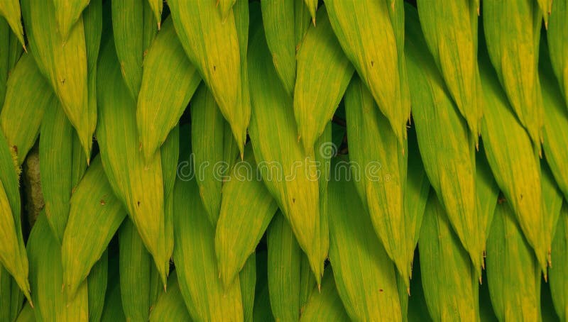 Overlapping Shadevaried Palm Leaf Pattern Replicates a Moving Palm Tree ...