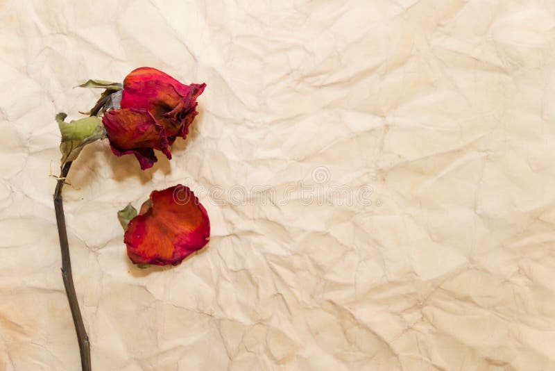 Concept of Passing Time with Wilted Flowers on Old Papers Stock Image ...