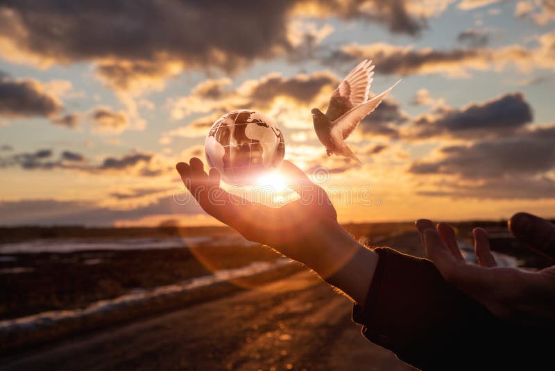 Concept of Peaceful World Peace Stock Image - Image of pigeon, hand ...