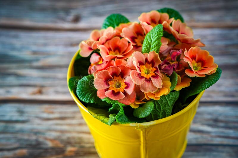 Concept Photo of a Primrose in a Pot Stock Photo - Image of isolated ...
