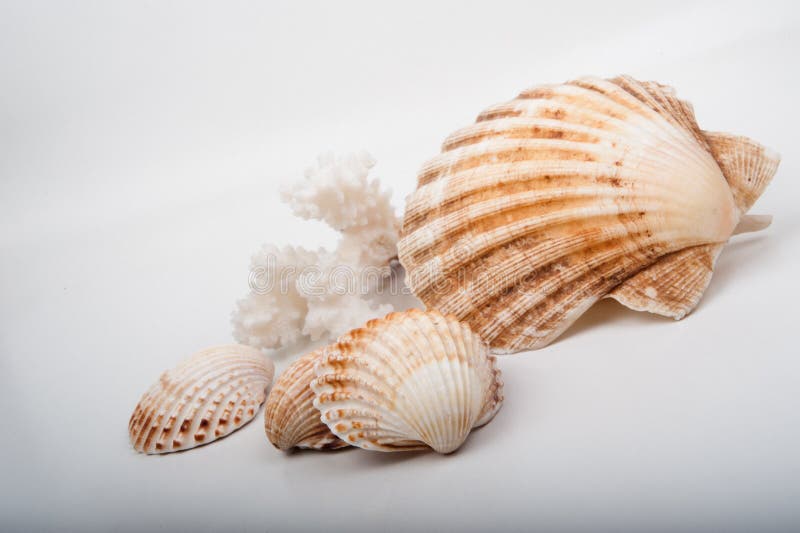 Seashell on a White Background Stock Image - Image of concept, color ...