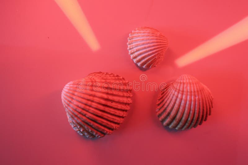 Concept Photo Stillife of Sea Shells with Text Space Stock Photo ...