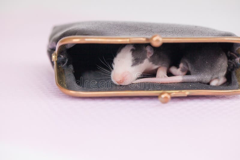 Innocent Wallet Fritter Stock Photos - Free & Royalty-Free Stock Photos ...