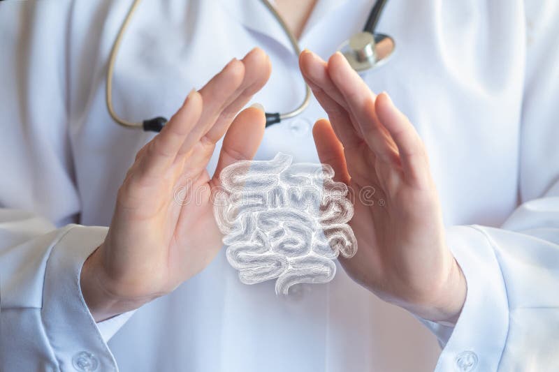 Concept of Protecting the Intestines Stock Image - Image of display ...