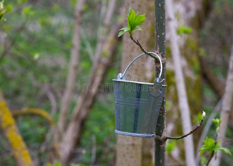 A Bucket of Water is on a Tree on Which Leaves Sprout. Forest Growth ...