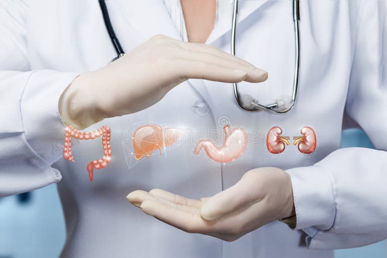 The Concept of Protection of the Internal Organs T Stock Photo - Image ...