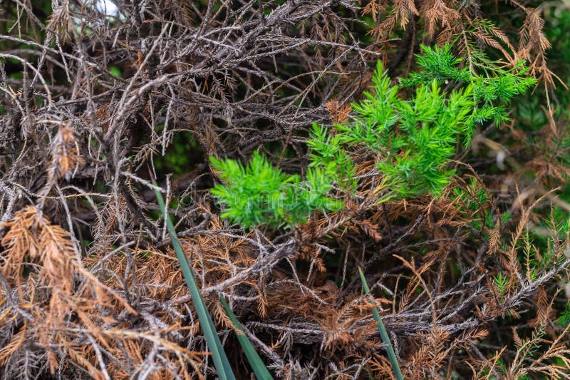 A Concept, a Real Example of the Struggle for Life and Existence. the ...