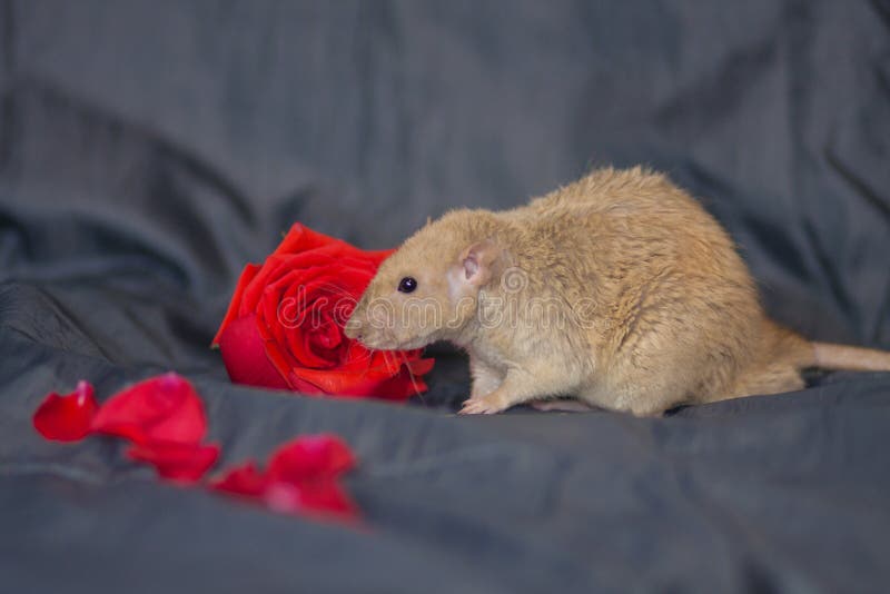 The Concept of a Romantic Gift. Rat with a Red Rose Stock Photo - Image ...