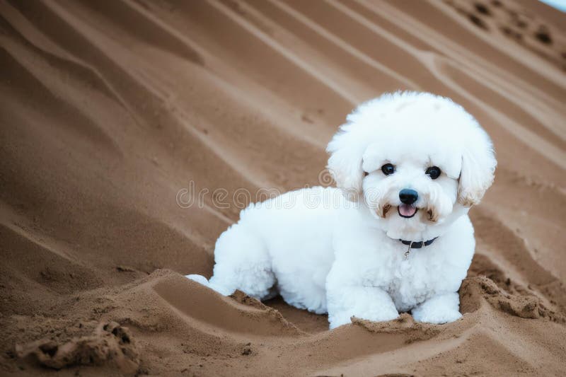 Sandy Paws Stock Illustrations – 1,224 Sandy Paws Stock Illustrations ...