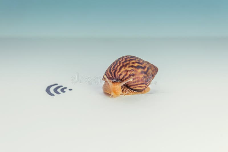 Concept of Slow Internet, Snail and Wifi Stock Photo - Image of ...