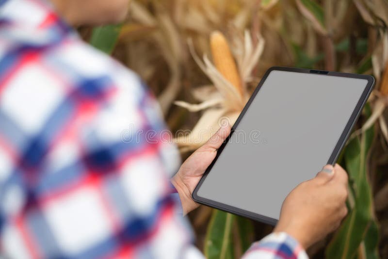 Concept of Smart Farmer Using Tablet in the Field Garden with Sunset ...