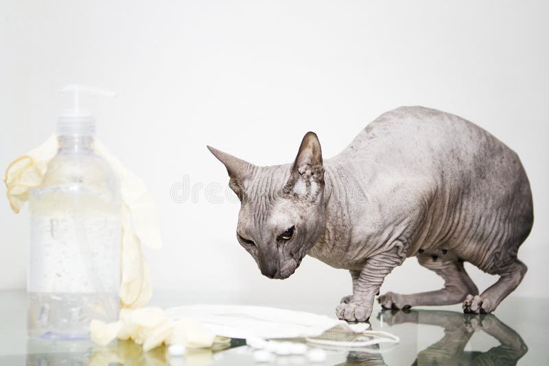 Concept of Sphynx Cat in White Bacgrkound. Stock Photo - Image of acne ...