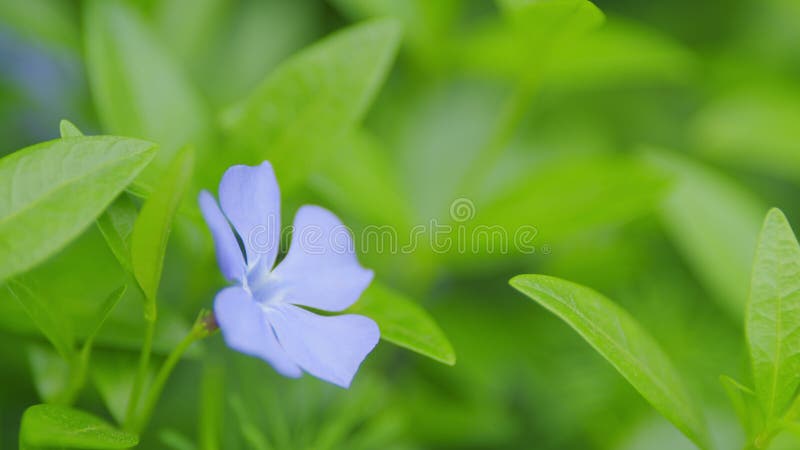 Concept Springtime. Vinca Minor or Common Names Lesser Periwinkle or ...