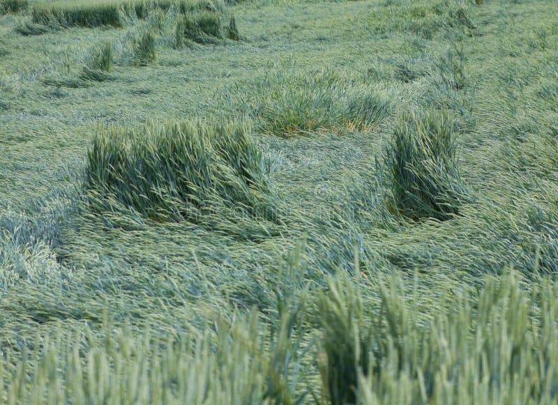 Concept: Strong Wind Rattle a Corn Field Stock Photo - Image of wind ...