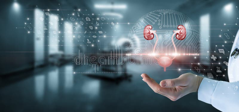 Concept of the Study of the Genitourinary System Stock Image - Image of ...