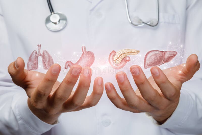 The Concept Support the Health of the Internal Organs Stock Image ...